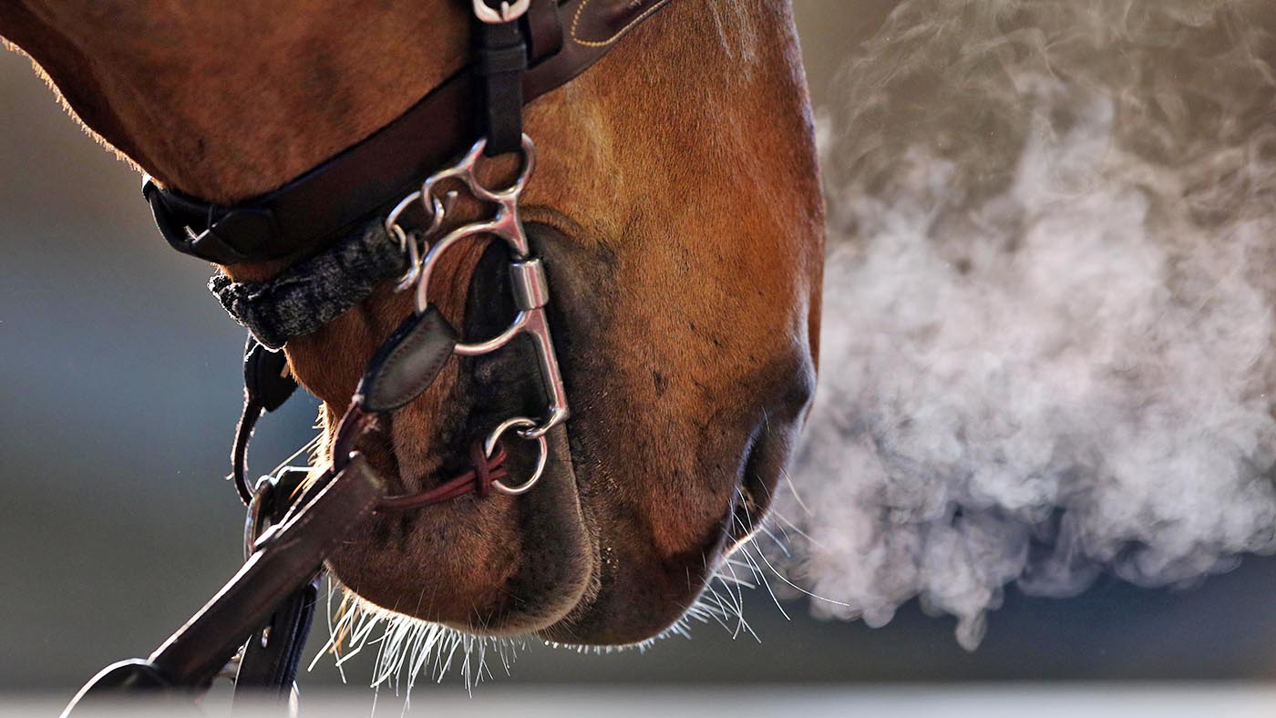 Dýchacie cesty I EQUIWEAR.SK